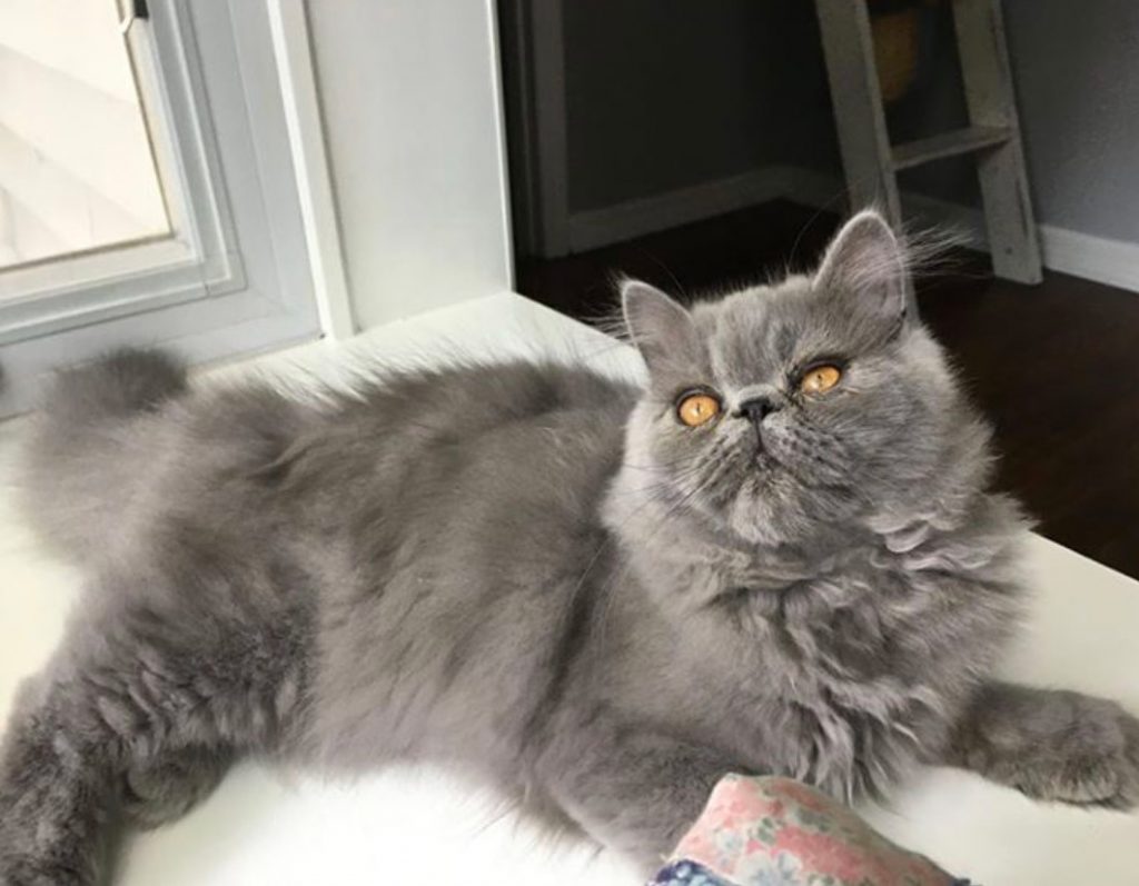 Baby Blue - ELH Blue Male - 2/25/17 Litter - Kitten 1 - Luv Exoticz